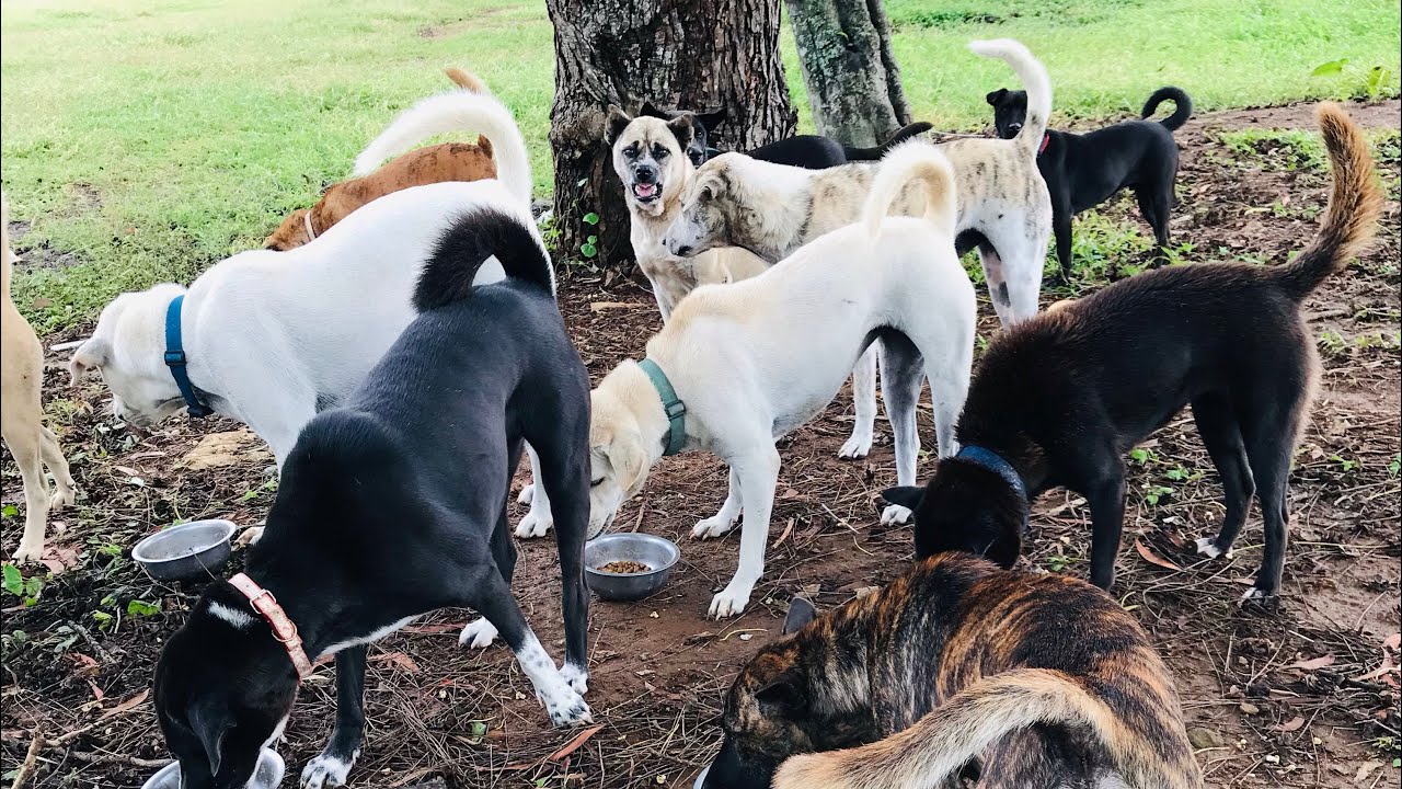 Summary of homeless dog feeding in December 2024 🐾 ️🙏 - YouTube