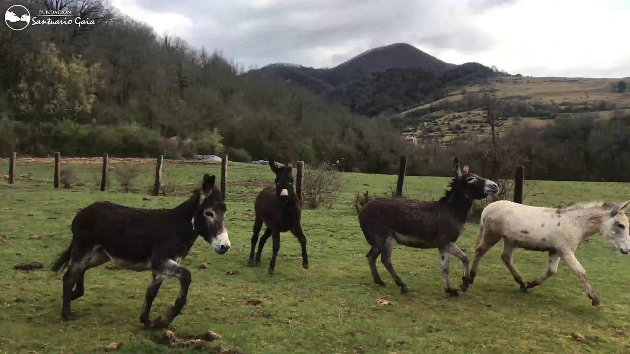 Polinizar jurado idioma apareamiento de burro y vaca Desgracia Cerdo María