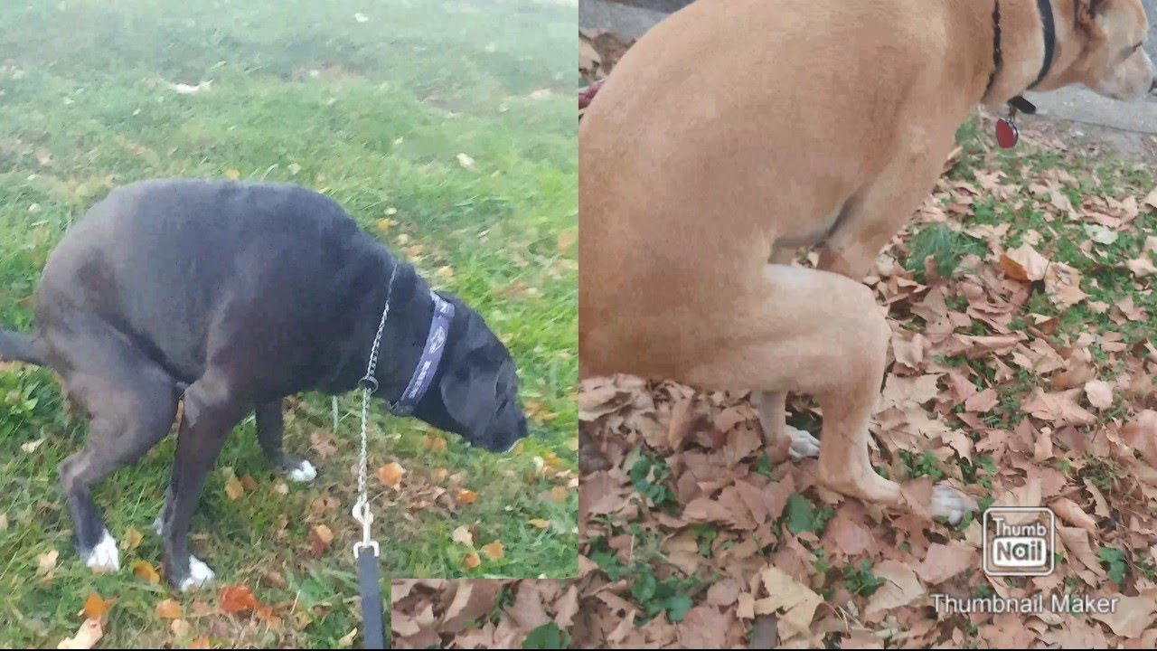 Dogs weekly poop compilation - YouTube