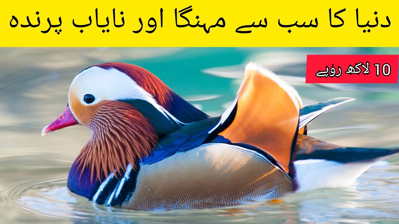 The Rarest Duck Breed In The World - YouTube