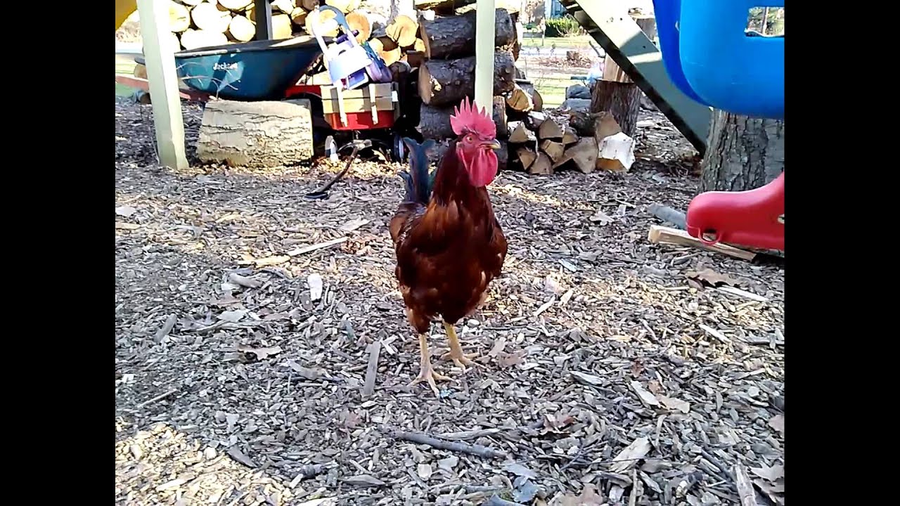Mean rooster in yard - YouTube