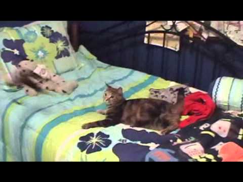 funny cat doing backflips - YouTube