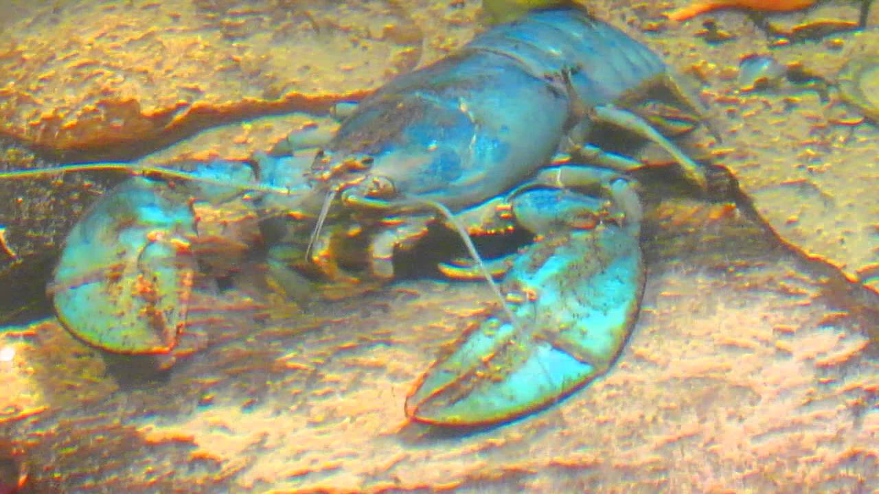 Mystic Aquarium CT Blue Lobster - YouTube
