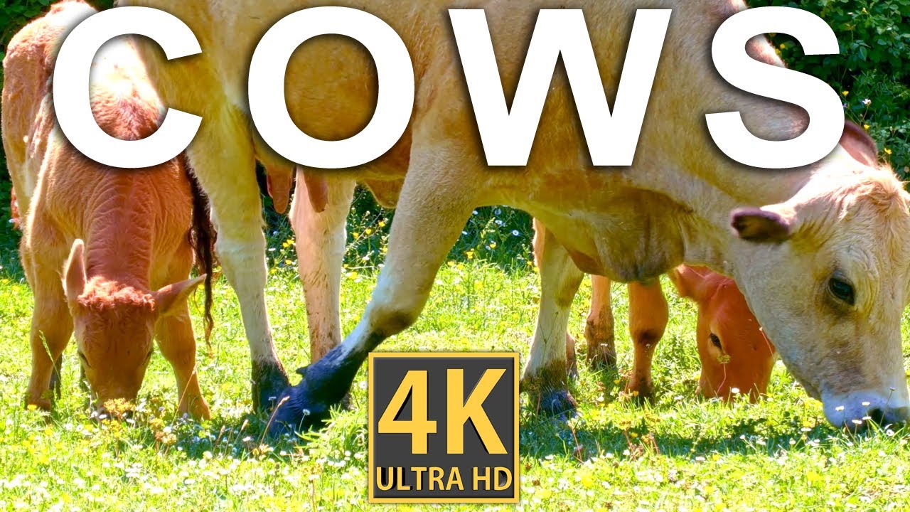WONDERFUL COWS AND BABY COWS - #relaxing Video #4k #nature #cow - YouTube