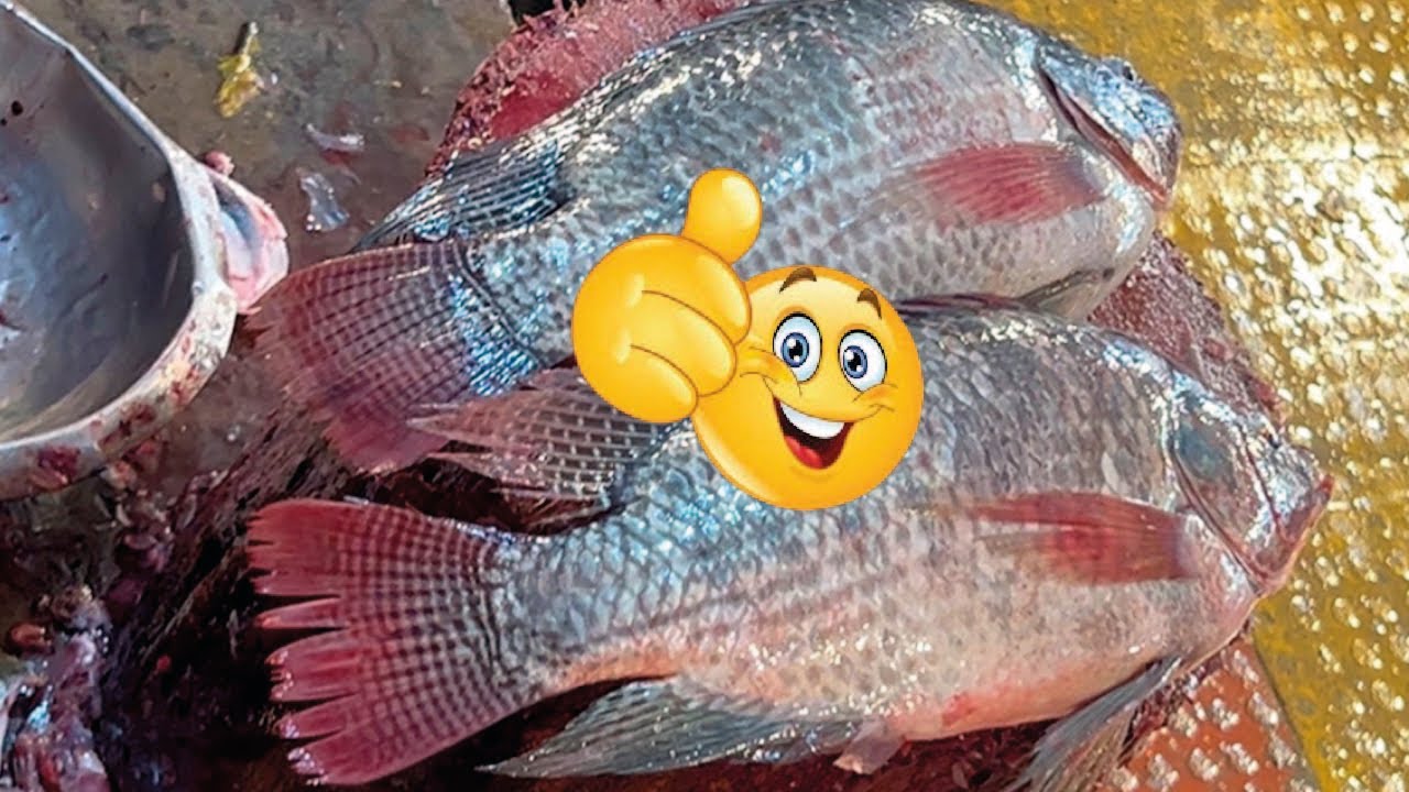 Big tilapia fish cutting | Amazing fish cutting | BD fish cutting | Fast fish cutting #fishing ...