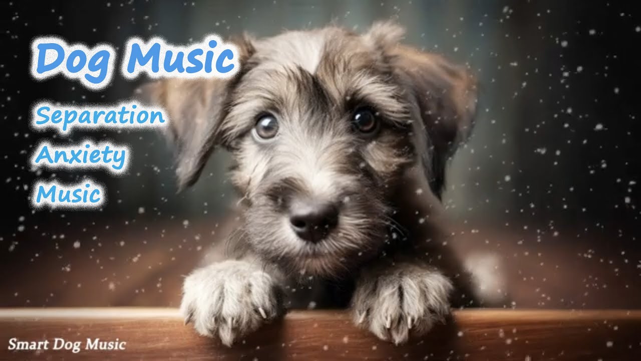 Deep Sleep Anti Separation anxiety Dog Music🐶💖Calming Dog Relaxation ...