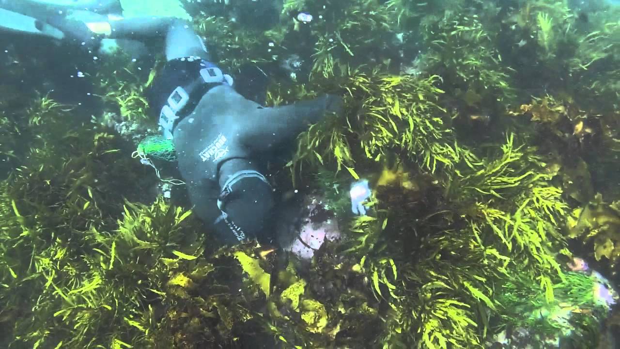 Cray Bashing NSW Australia - YouTube