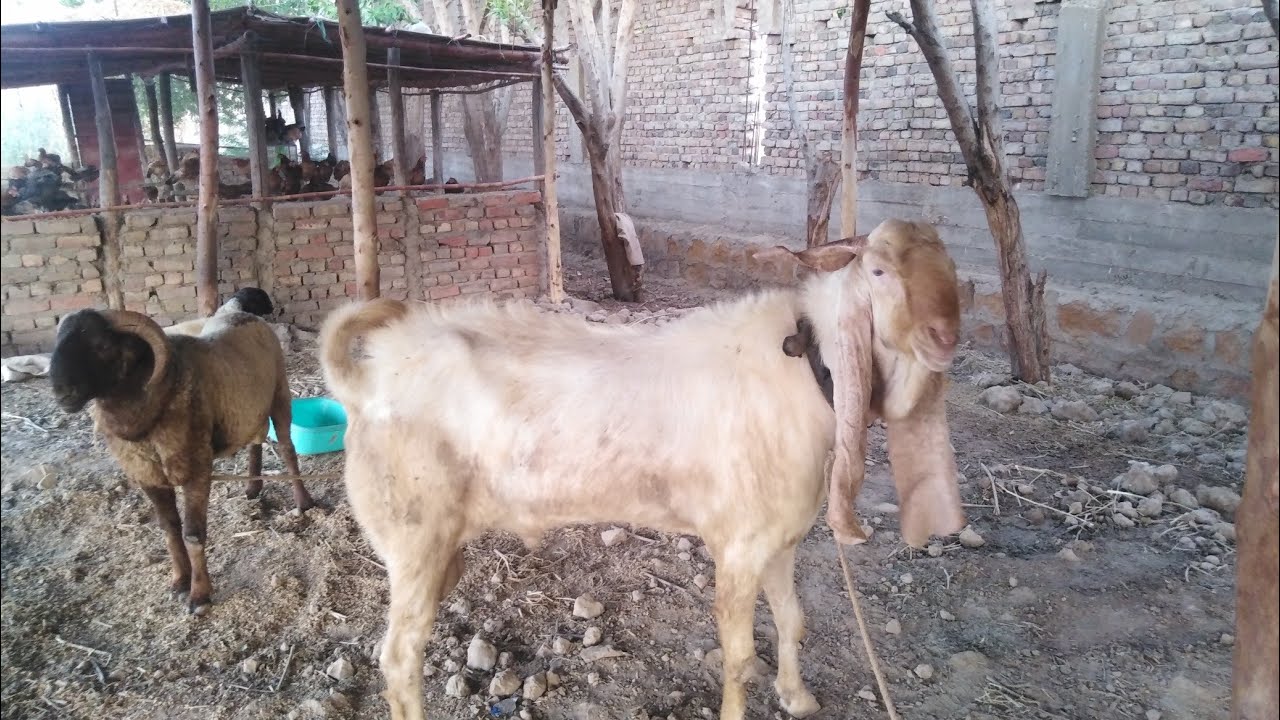 World Beautiful Damascus Breed Buck | Male Goat | Bakra | Badin | Sindh ...