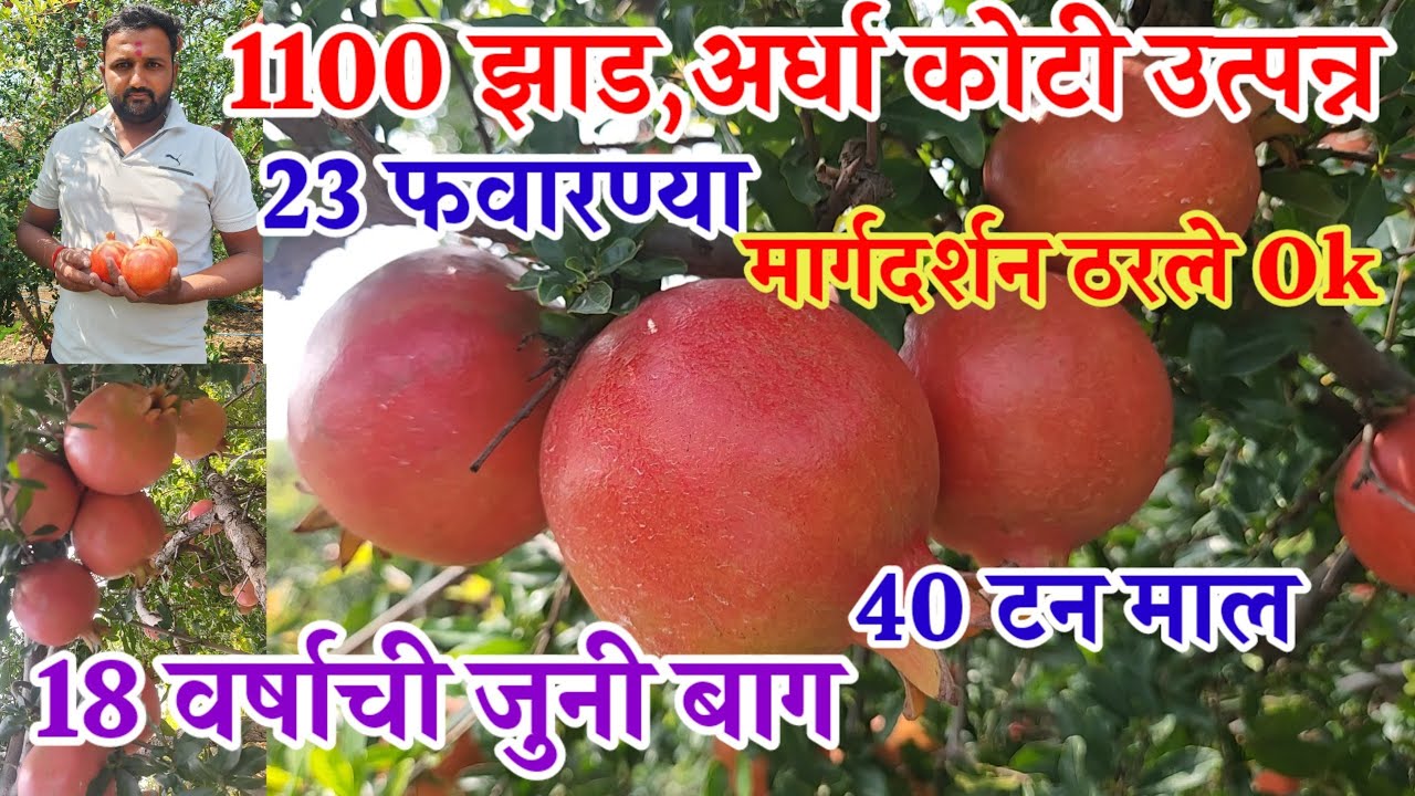 18 वर्षाची जुनी बाग,1100 झाड,अर्धा कोटी उत्पन्न,23 फवरण्यात 40 टन माल ...