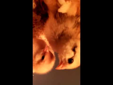 baby chicks 3 golden sex links & 1 americana