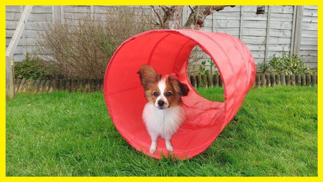 How To Teach Your Dog To Run Through A Tunnel - A Great Game For Your ...