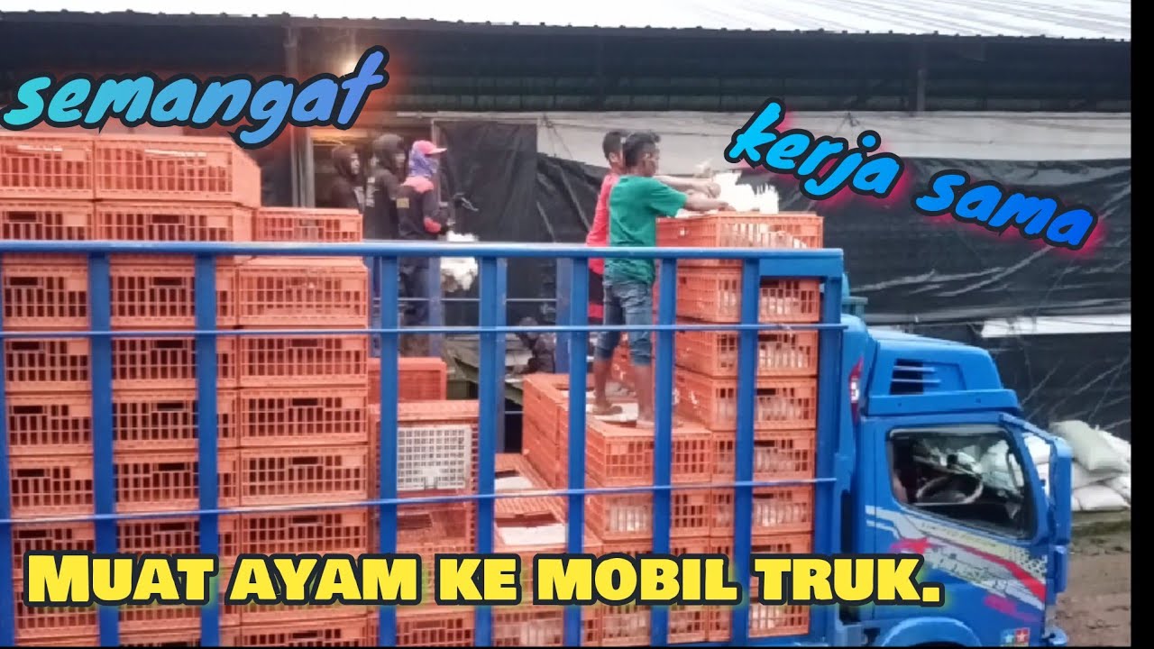 Truk ini sedang di isi muatan ayam.. || beginilah proses muat ayam ke ...