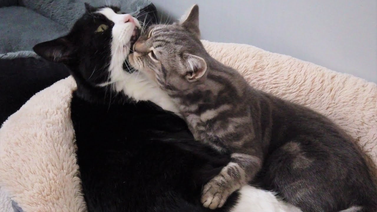 Kitten Loves It When Cat Gives Him Attention - YouTube