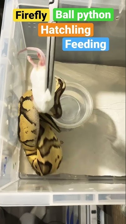 Firefly ball python hatchling feeding #shorts #ballpython - YouTube