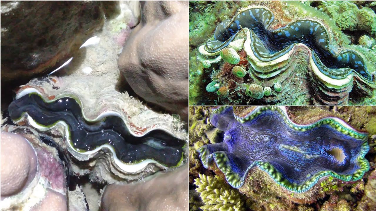 Mencoba Cara mengambil kerang kima dari cangkangnya-menyuluh kerang ...