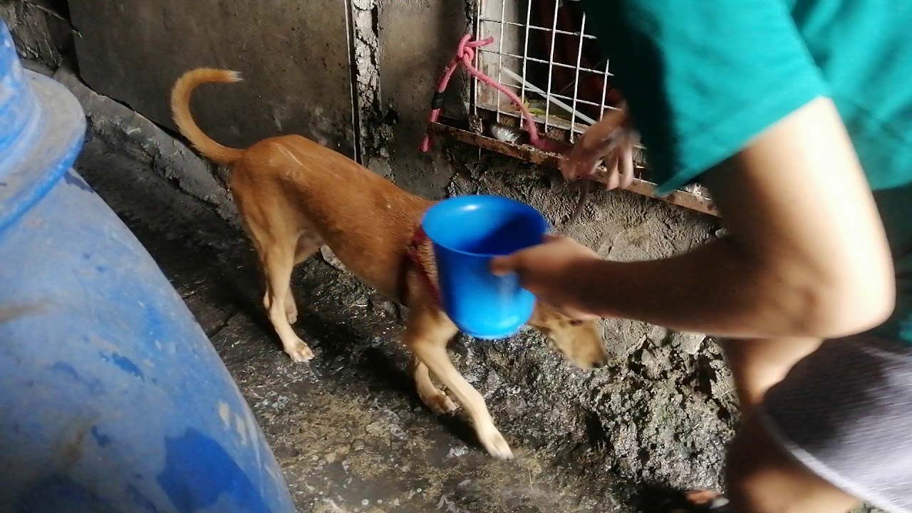 Paano magpaligo ng aso - YouTube