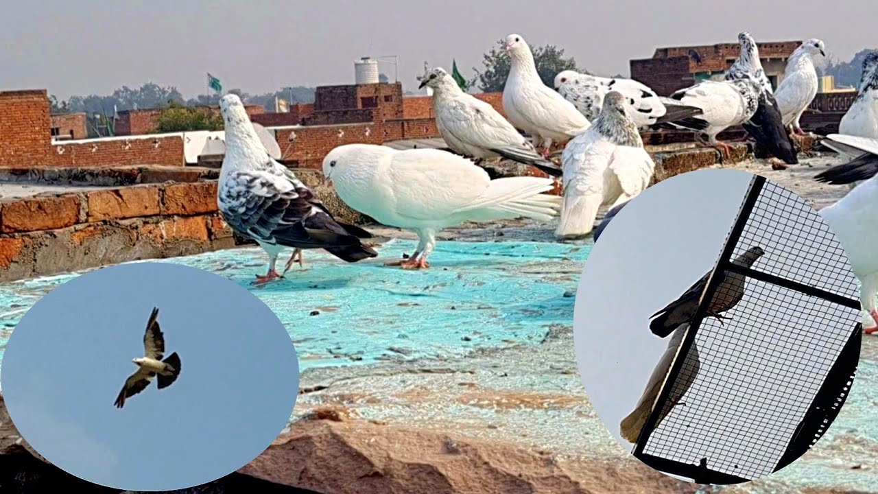 Try To Catch Pigeon - YouTube