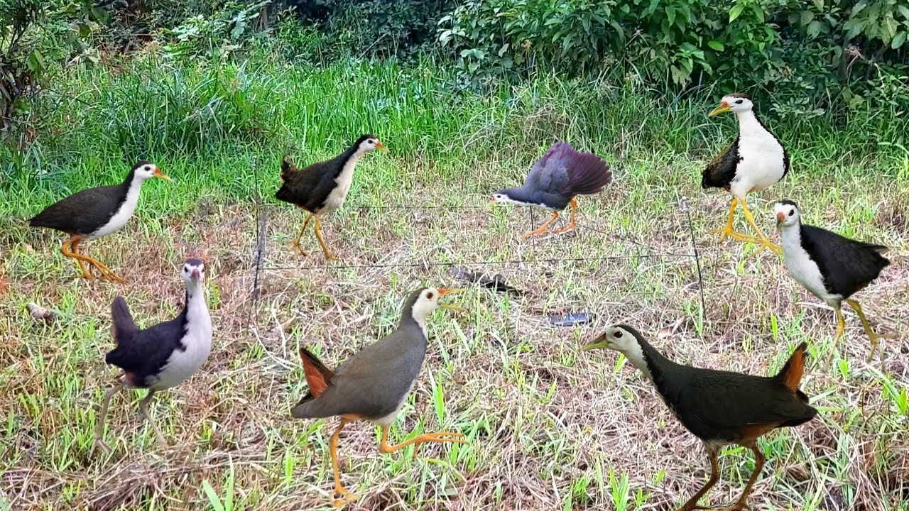 Best Bird Catching Techniques | The best way to catch birds | Very easy ...