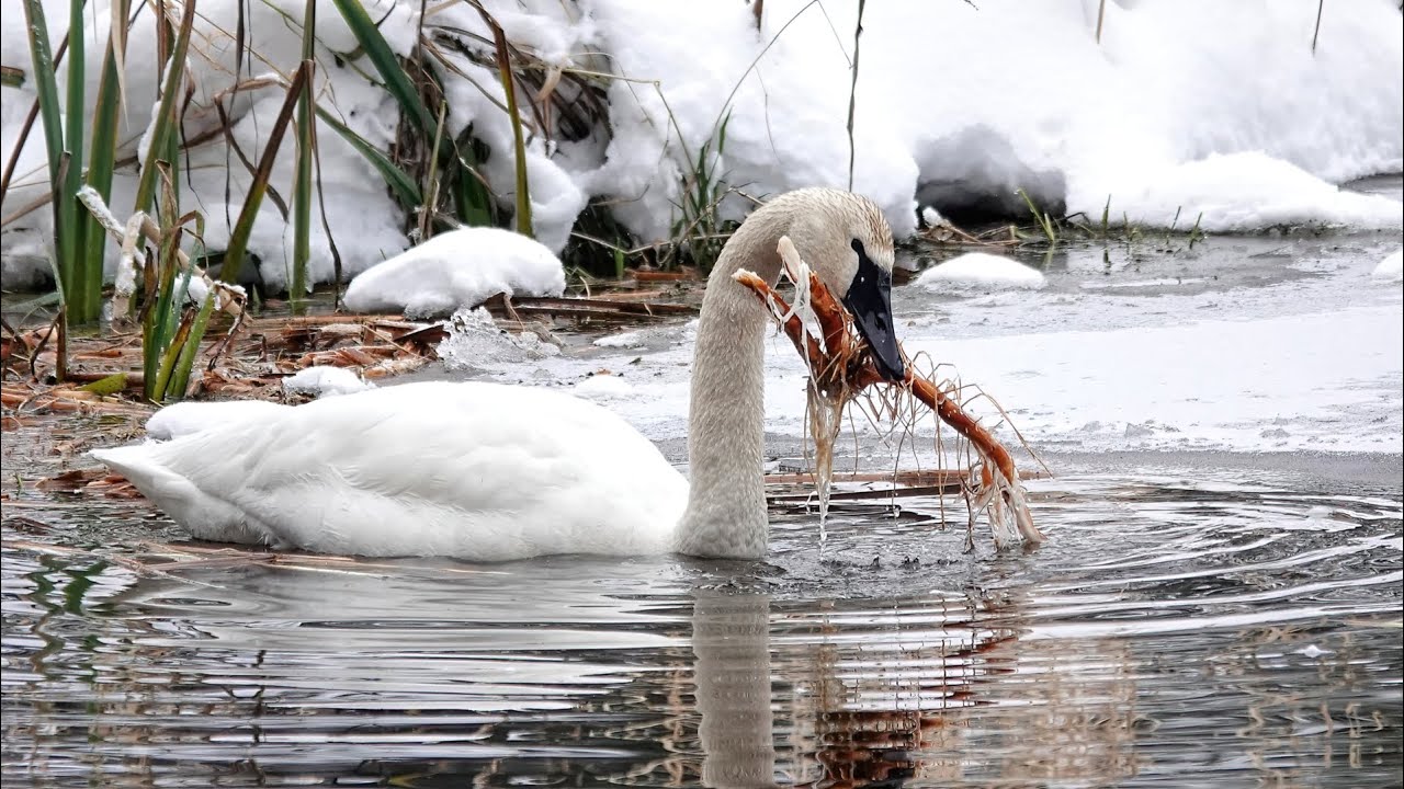 Trumpeter Swans Eating Cattail Roots Nanaimo, B.C. February 5, 2025 ...
