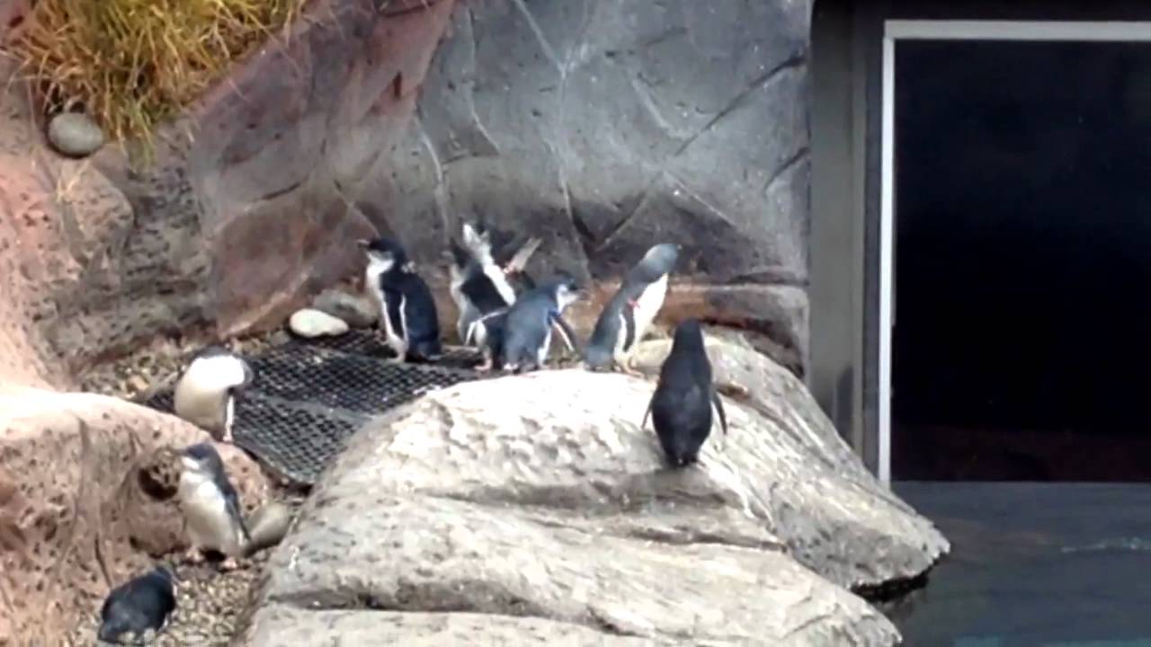 very boring Penguin - YouTube