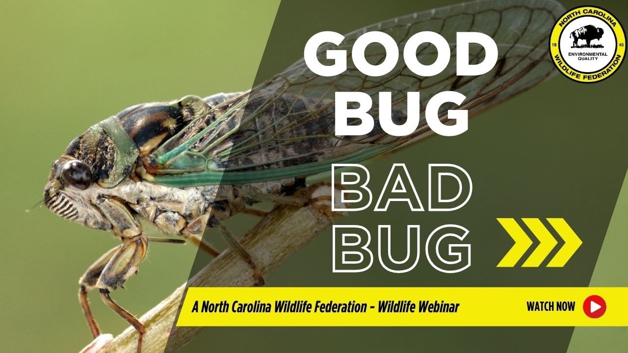 Good Bug, Bad Bug - A primer on beneficial insects and pests - North ...