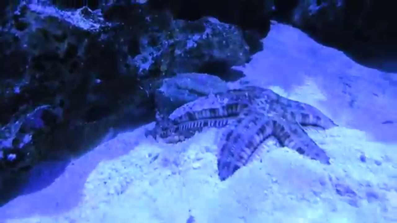 Sand Sifting Starfish Attacks! - YouTube