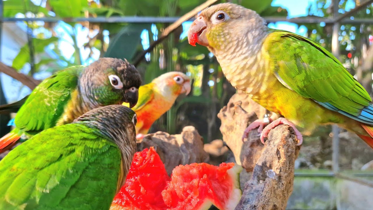 Watermelon is a fruit that birds love to eat : Green cheek conure ...