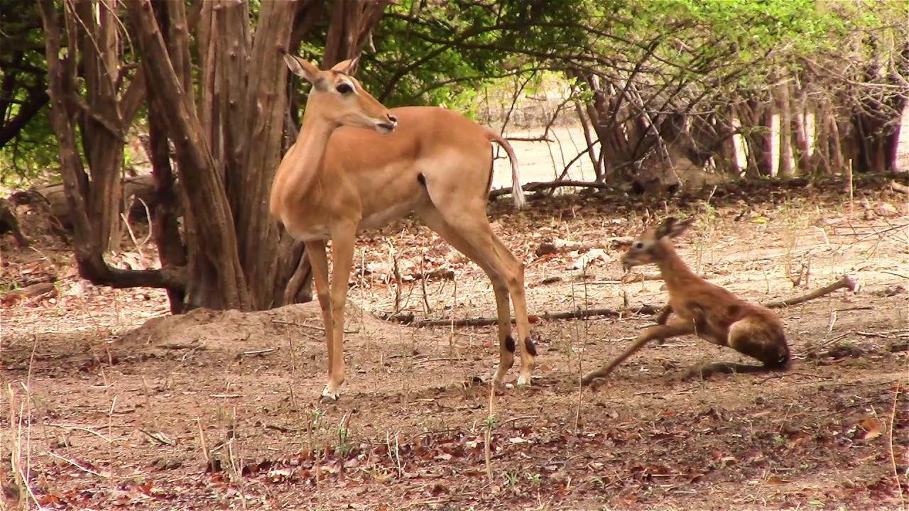 CLIP: NEWLY BORN IMPALA LAMB FINDS IT'S FEET - YouTube