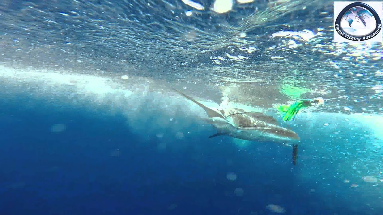 Hochseefischen auf Ascension Island - YouTube