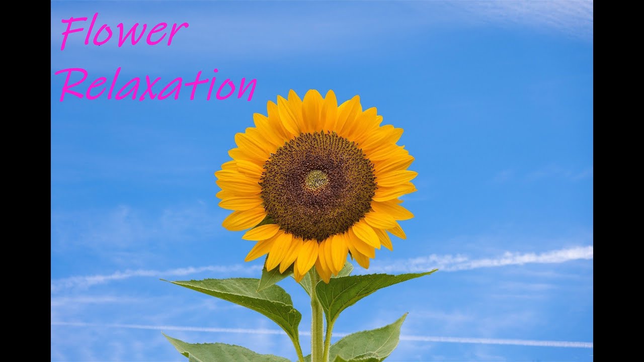 Цветочная релаксация (Flower relaxation) - YouTube