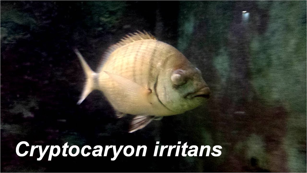 FISH pathology - Cryptocaryon irritans in Diplodus - Sparidae - Saraghi ...