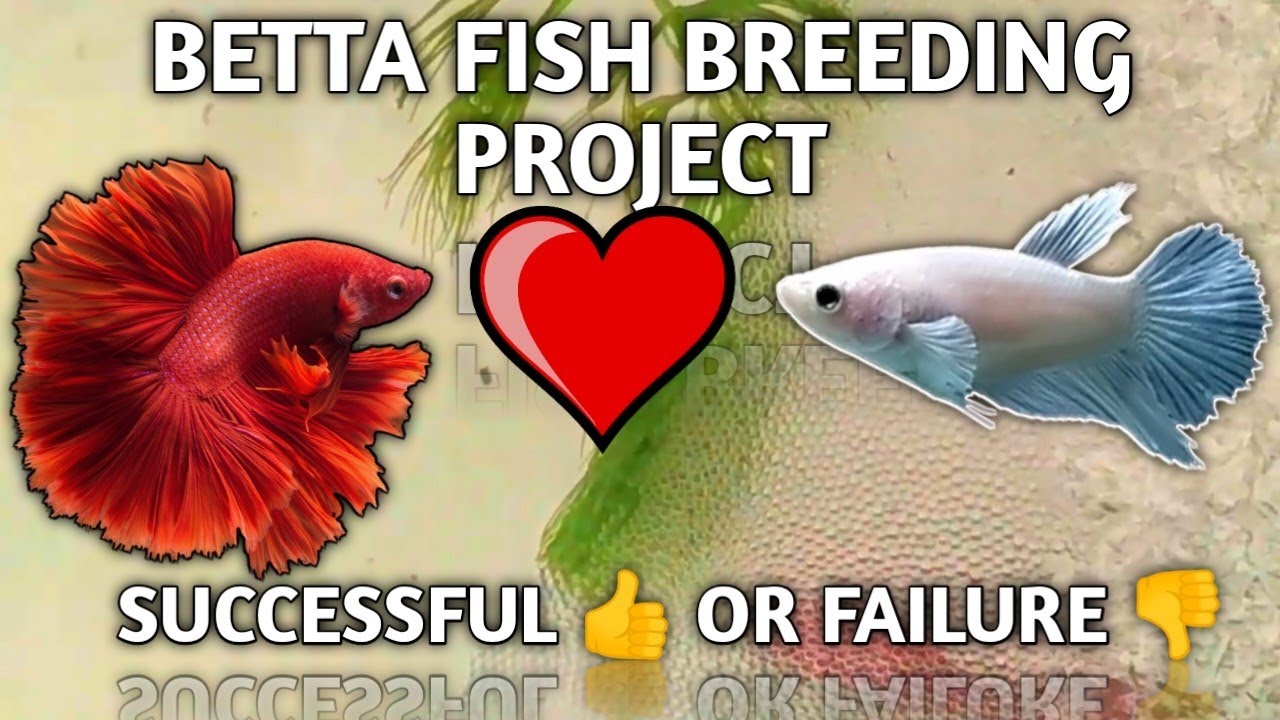 Betta Fish Breeding Project | Fighter Fish Breeding - YouTube