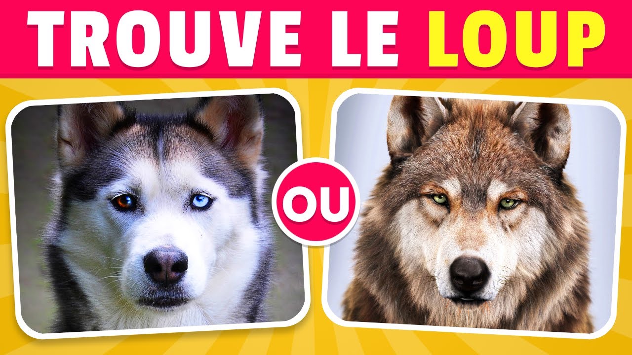 Devine le Vrai Animal 🐼🧐🐻‍ ️ | Différencie et reconnais les animaux ...