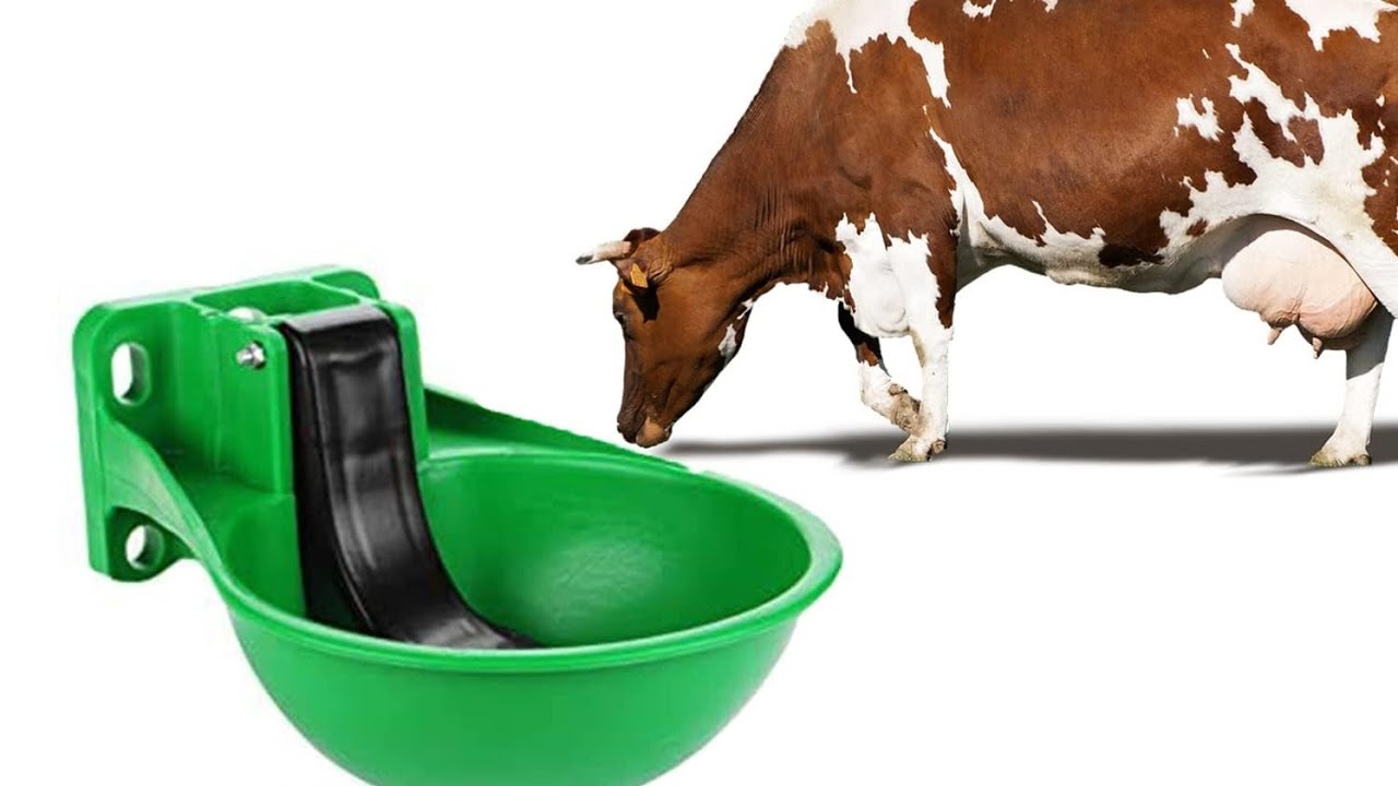 Revolutionize Your Farming with Automatic Cow Water Bowl Dispenser ...