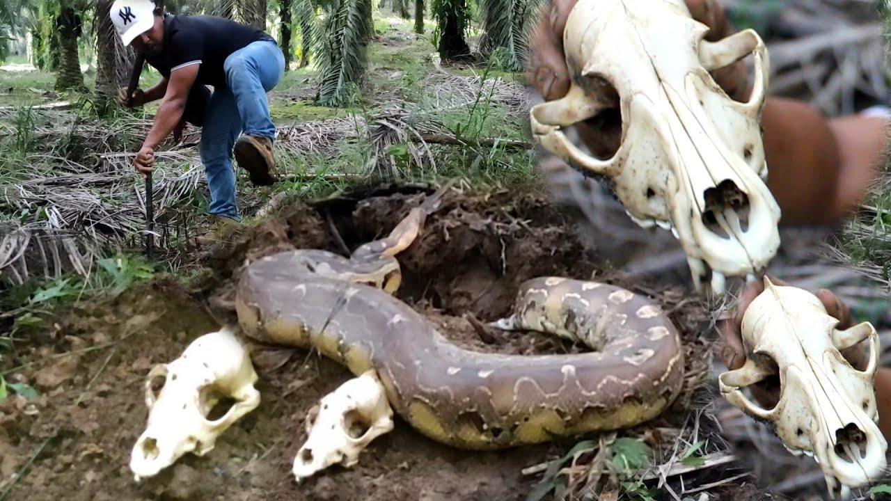 MUNCULNYA SOSOK KERANGKA ANEH SAAT EVAKUASI PENANGKAPAN MONSTER ULAR ...