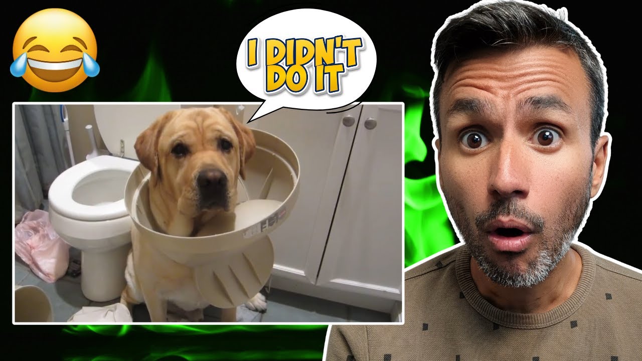 The Top 29 Dog Fails: Funny Dog Videos: FailArmy (REACTION) - YouTube
