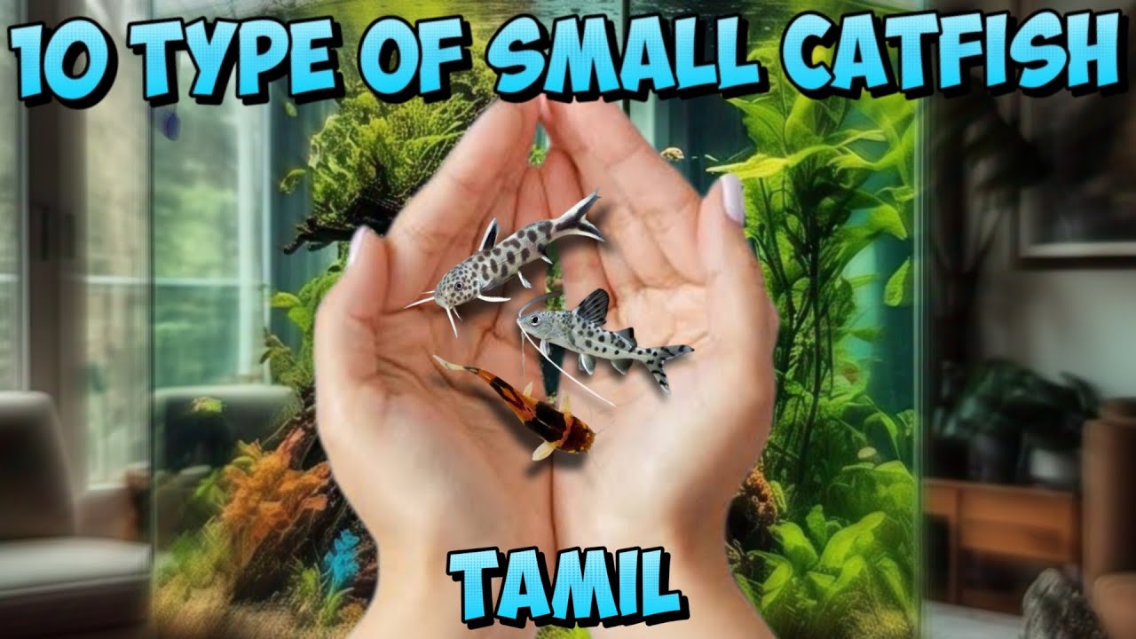 10 Types of small catfish | Aquarium fish | Tamil - YouTube