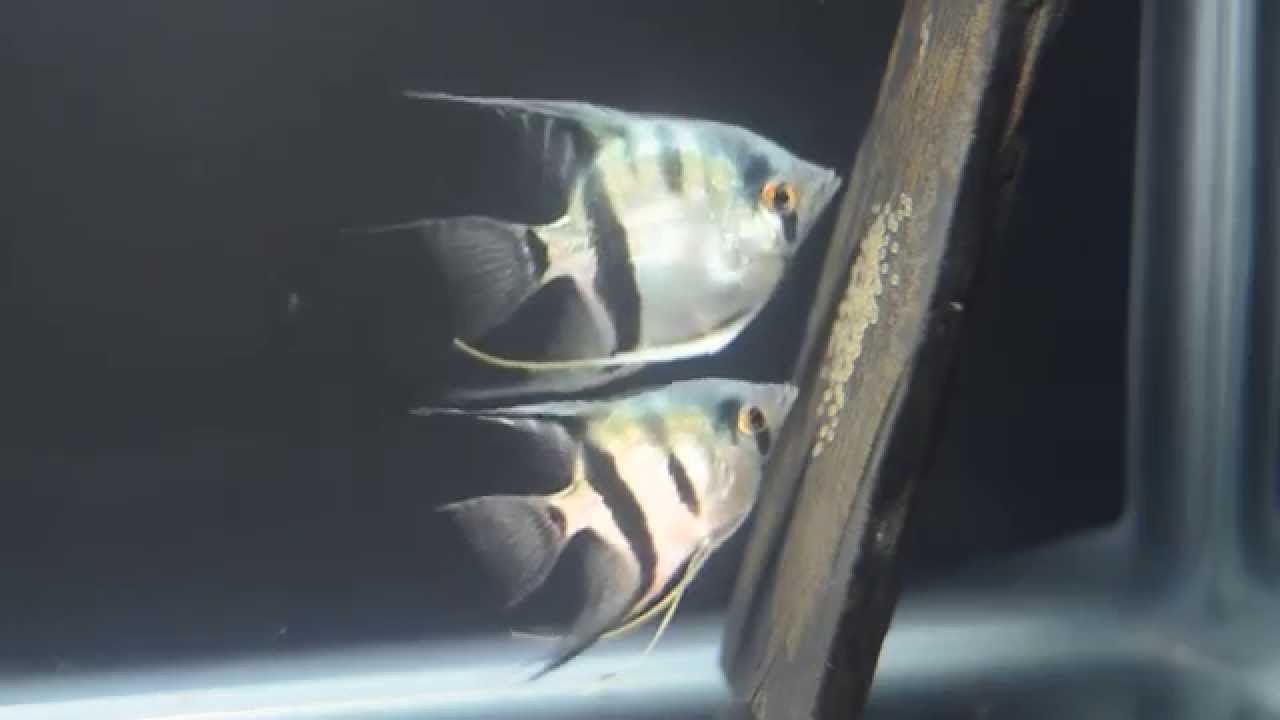 Philippine Blue Silver Angelfish Breeding Pair 1st Spawn FOR SALE - YouTube