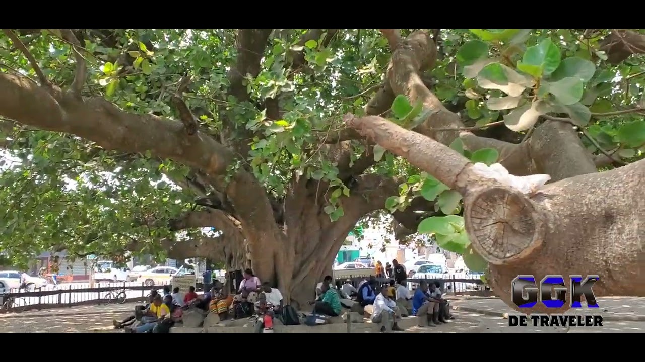The biggest and old mukuyu tree (fig tree) 🌳 in kabwe Zambia 🇿🇲 . - YouTube