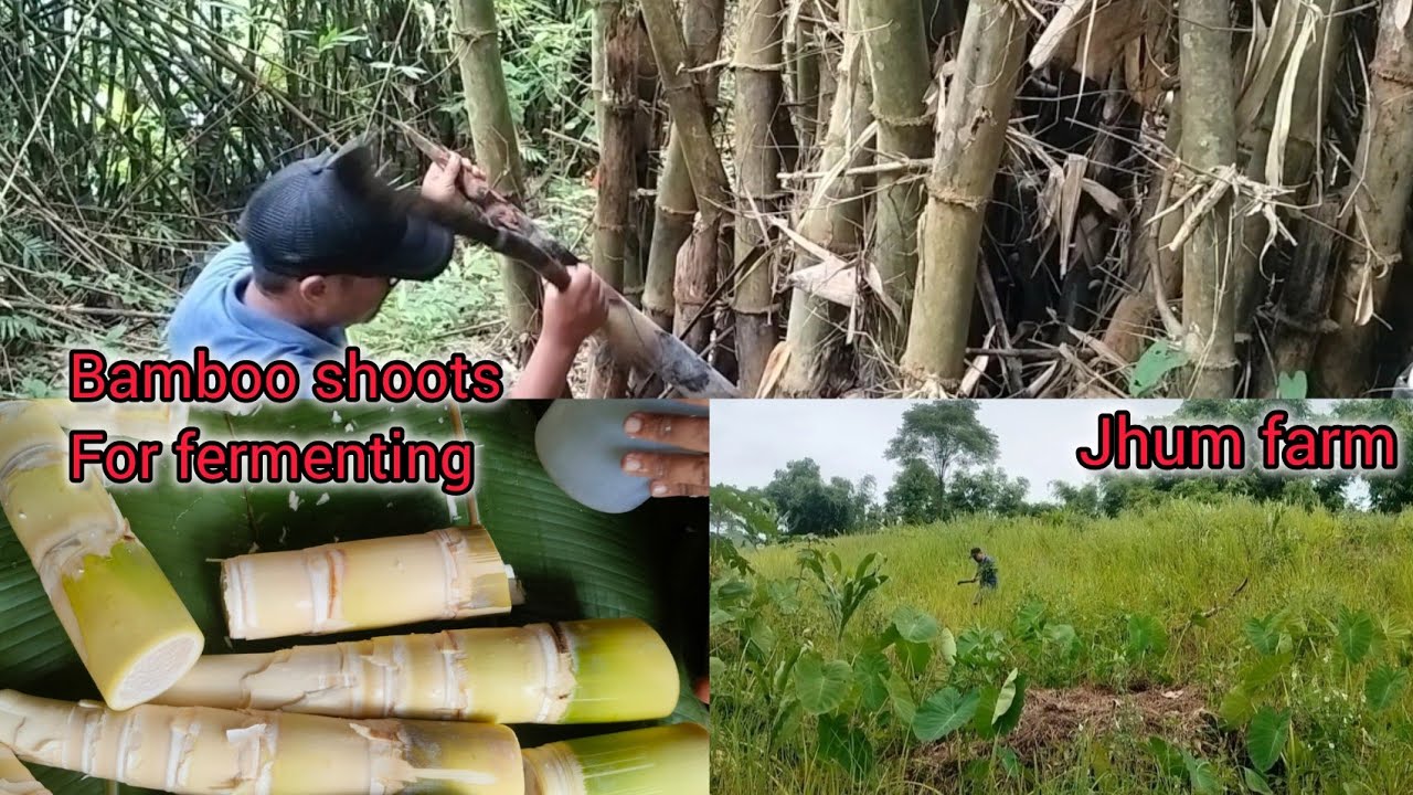 Bamboo shoots fermenting II update my jhum farm II life in the rural ...