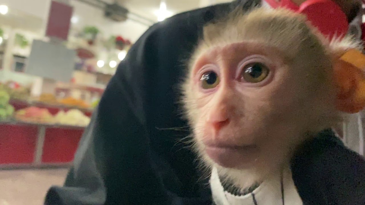 monkey bong cute go to temple with family😍😍 - YouTube