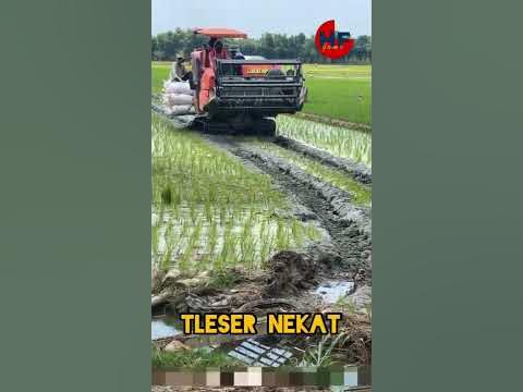 Tleser Nekat | Padi Baru Di Hajar Tleser | Mesin Perontok Padi | Kubota - YouTube