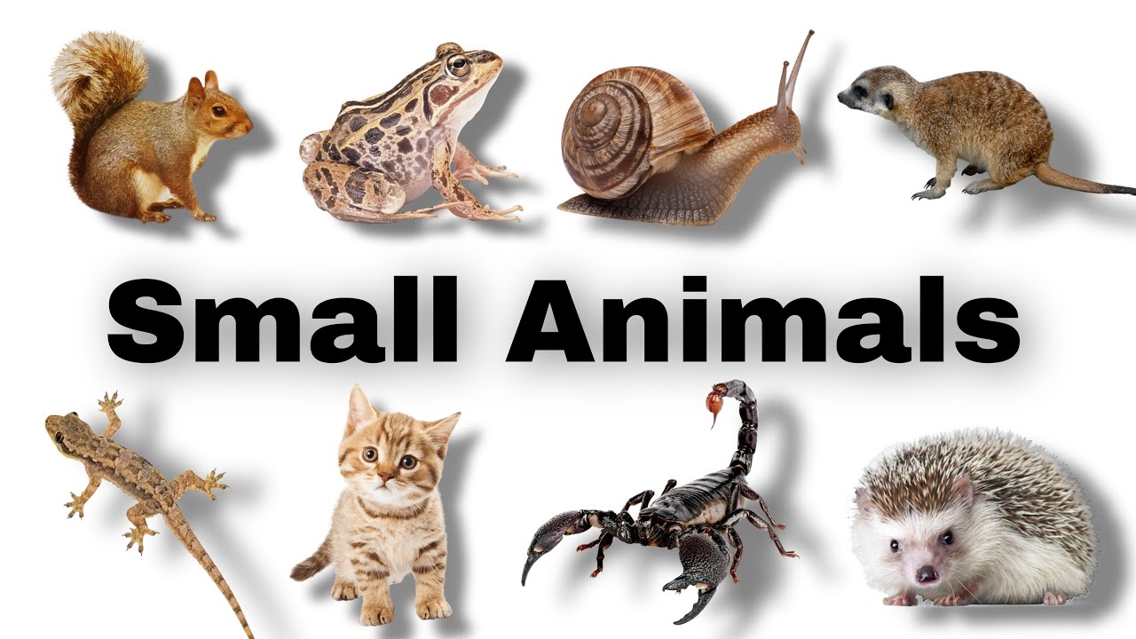 Small Animals | Cute Little Animals | Small Animal Names | Smallest ...