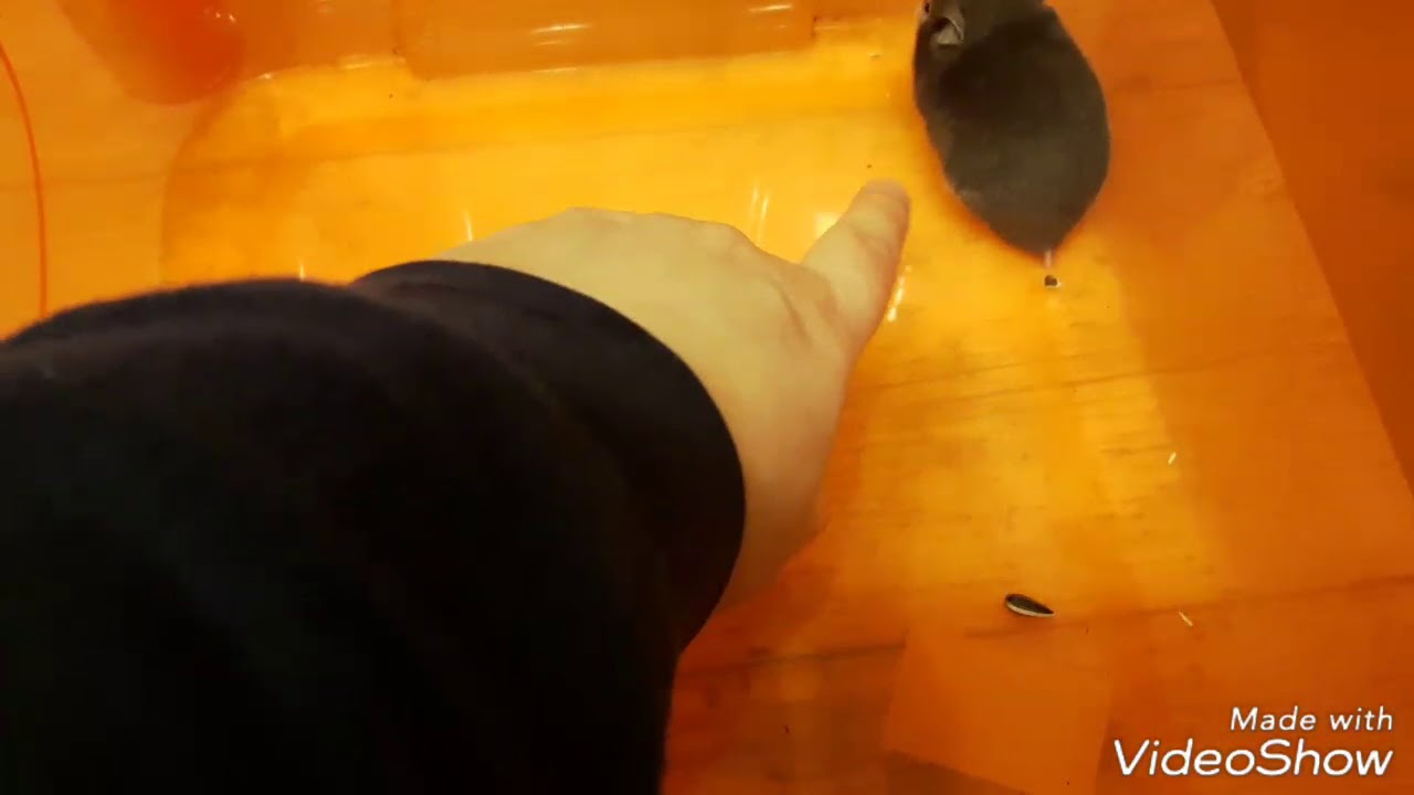 Cuddling Syrian Hamster Elvis - YouTube