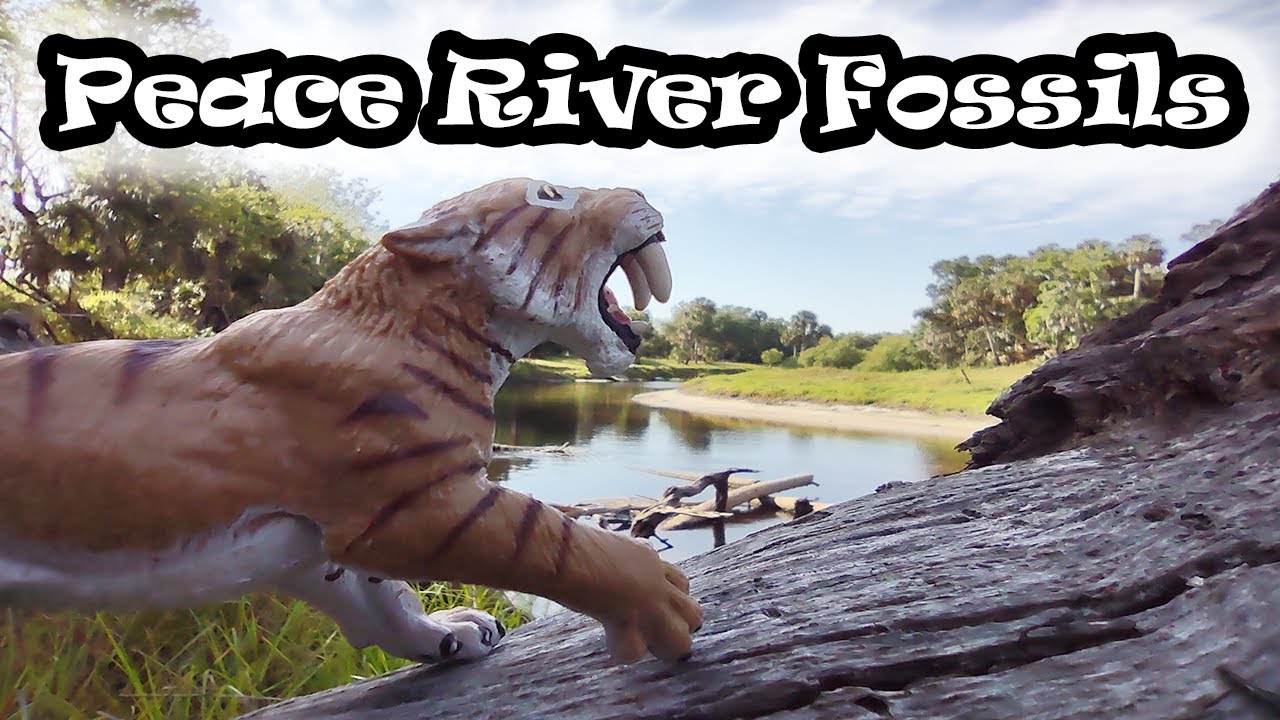 Florida Peace River Shark tooth Fossil hunting !#fossils - YouTube