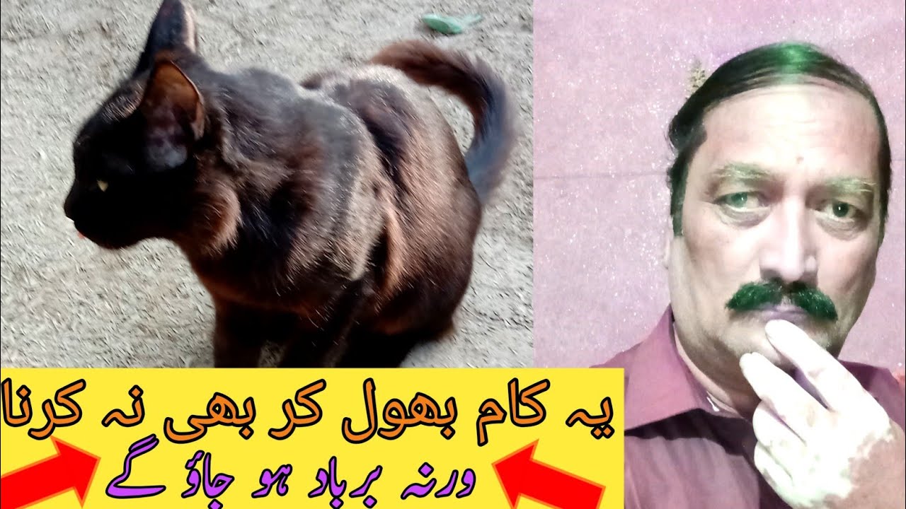 zulam ki intha #jab insan janwero per zulm krta Hy to an jam bhi ...