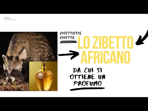 Lo Zibetto africano da cui si ottiene il profumo - YouTube