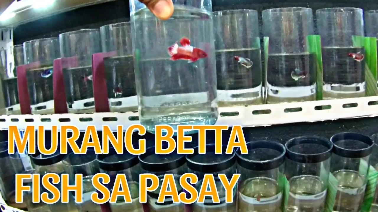 MURANG BETTA FISH BA HANAP MO?? - YouTube