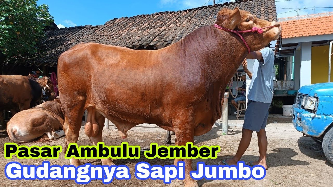 Limousin Super 21.500 Nego !! Harga Sapi Murah Sepi Pembeli p!! Pasar ...