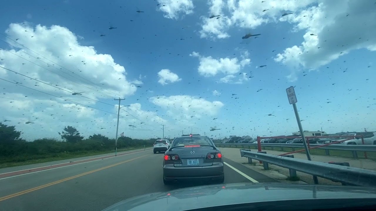 Rhode Island Dragonflies - YouTube